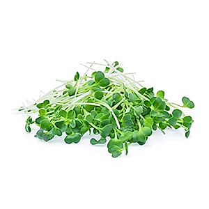 Todd’s Seeds - Alfalfa Sprouting Seeds - 1 Pound Bulk Alfalfa Seeds - Fast Growing Seeds with High Sprout Germination