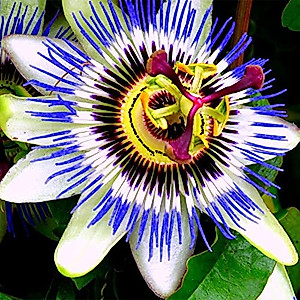 QAUZUY GARDEN- 10 Rare Blue Crown Passiflora Caerulea Seeds Passion Flower Attractive Fragrant Ornamental Vine for Garden Fast- Growing Attract Pollinators