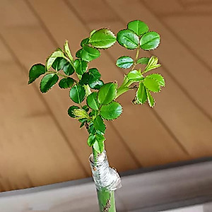 Liaogo Grafting Tape Grafting Film for Plants, 2 Pack Stretchable Garden Grafting Tape Plants Repair Budding Tapes for Floral Fruit Tree and Poly Budding Tape