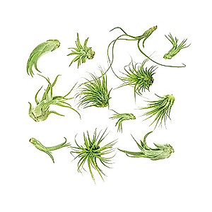 Tillandsia Air Plants Live Indoor Plants (12PK), Airplants Variety Live Plant Kit, Tropical Plants Live Houseplants, Air Plant Live Succulents Plants Live Plants Indoor House Plants by Plants for Pets