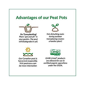 Plantation Products Jp508 Round Peat Pot, 5-Inch, 6-Pack (2)