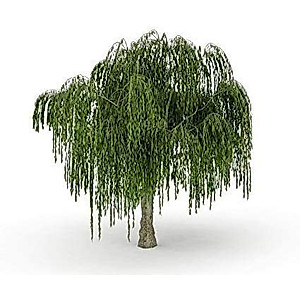 Dwarf Weeping Willow Bonsai Tree Cutting - Thick Trunk Start, A Must Have Dwarf Bonsai Material. Ships from Iowa, USA