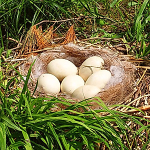 100g/4.23 Oz Mixing Bird Nesting Materials Parakeet Nesting Materials Bird Nest Hideouts for Canary Coconut Winter Small Bird Animals Cages Building Supplies