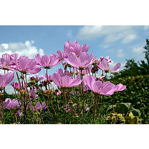 2000-Mixed Cosmos Seeds by NOTSWOH