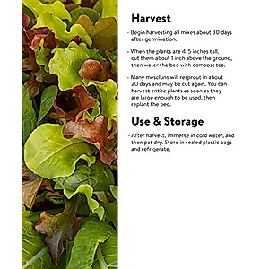 Burpee Sweet Salad Mix Mesclun Seeds 750 seeds