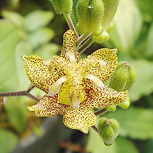 Tricyrtis Puberula Seeds Japanese Toad Lily Perennial Showy Low Maintenance Rabbit Resistnat Patio Containers Beds Outdoor 5Pcs Flower Seeds by YEGAOL Garden