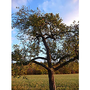 Apple Tree | Seed Grow Kit | The Jonsteen Company