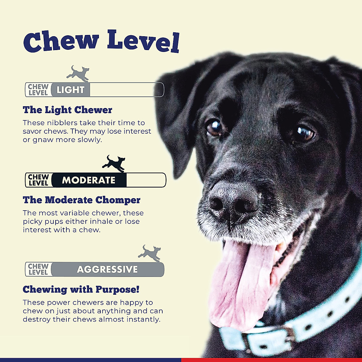 CHEWY LOUIE 5" Steer Sticks - 100% Beef Treat, No Artificial Preservatives, Colors, or Flavors. Tough, Long-Lasting, and Dental Support Dog Treats.