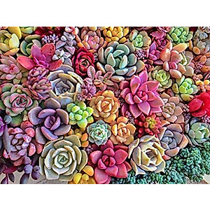 Succulent Plant Soil, Natural All-Purpose Cactus, Aloe Vera, and Succulent Potting Soil, 1 Quart Sized Bag, Premium Fast Draining Mix