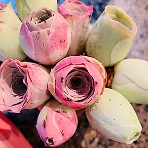 Pink Mountain Rose Rare Succulent Rose Bareroot Perennial Garden Simple to Grow Pots Gifts