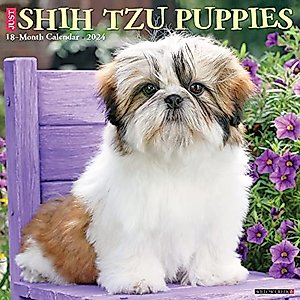Willow Creek Press Shih Tzu Puppies Monthly 2024 Wall Calendar (12" x 12")