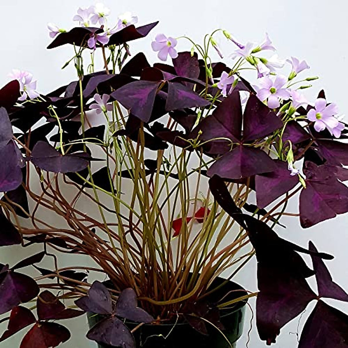 10 Pcs Purple Shamrock Bulbs Seeds Oxalis Triangularis Organic Bulbs Plants Seeds for Planting Home Garden Non-GMO