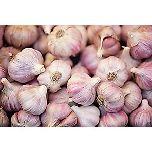 Purple Garlic Tubers, 1 Pound Hardneck Garlic Tubers Planting Ornaments Garden Perennials Simple to Grow Pots Gift