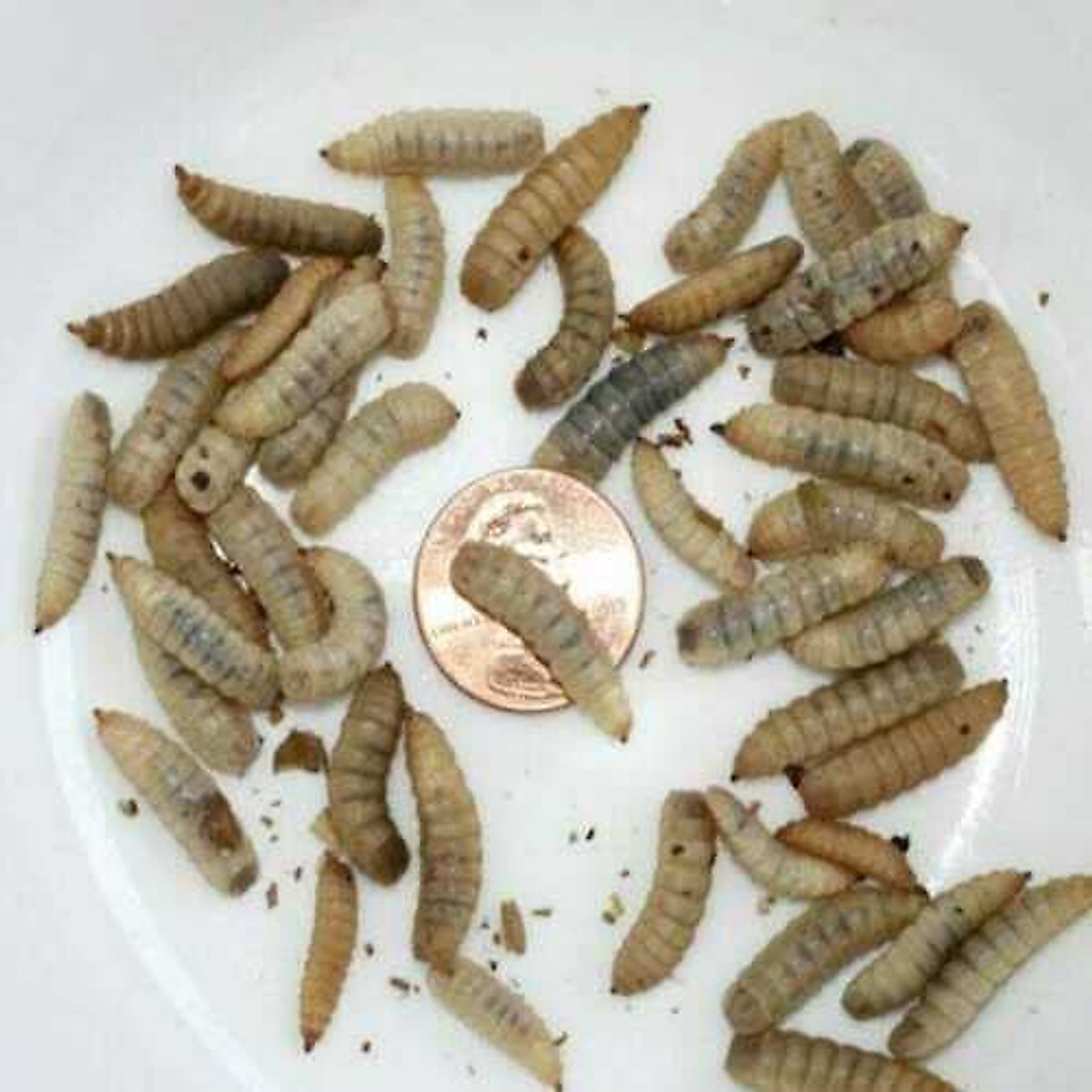 BASSETT'S CRICKET RANCH Black Soldier Fly Larvae 500 Count