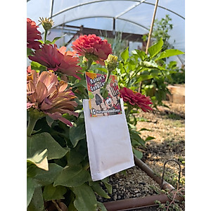 NaturesGoodGuys - Amblyseius swirskii (25 Sachets with 250 Mites)