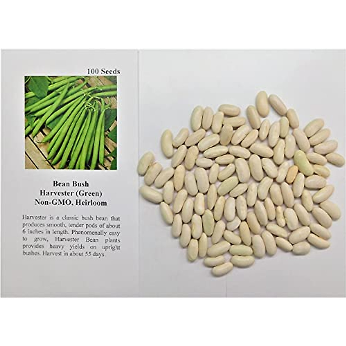 David's Garden Seeds Bean Bush Harvester FBA-7484 (Green) 100 Non-GMO, Heirloom Seeds