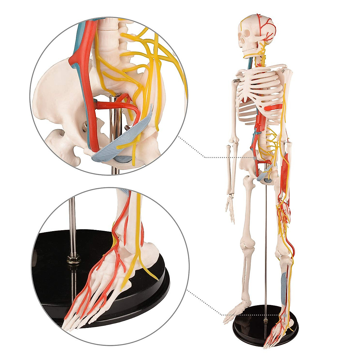 Ultrassist Human Anatomical Skeleton Model, 34" Half Life Size Human Skeleton Replica with The Heart, Spinal and Peripheral Nerves, Veins and Arteries, Vascular Human Skeleton for Human System Study