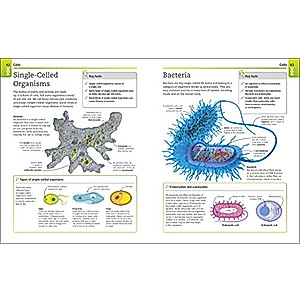 Super Simple Biology: The Ultimate Bitesize Study Guide (DK Super Simple)