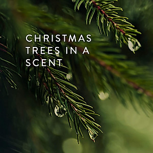 Thymes Frasier Fir Candle – Pine Needle Design – Holiday Candles – Scented Candle – Notes of Crisp Siberian Fir, Cedarwood & Sandalwood – Luxury Home Fragrance – Silver Candle Jar (Statement, 6.5 oz)