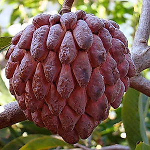 MITRAEE Red Custard Apple Tree (10 Seeds) AKA Bullock's Heart,Jamaican Apple ! Rare