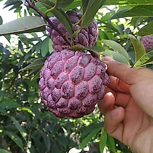 CHUXAY GARDEN Purple Sugar Apple Seed 10 Seeds Annona Squamosa Tree Plant Edible Sweet Fruit Healthy Perennial Tropical Plants