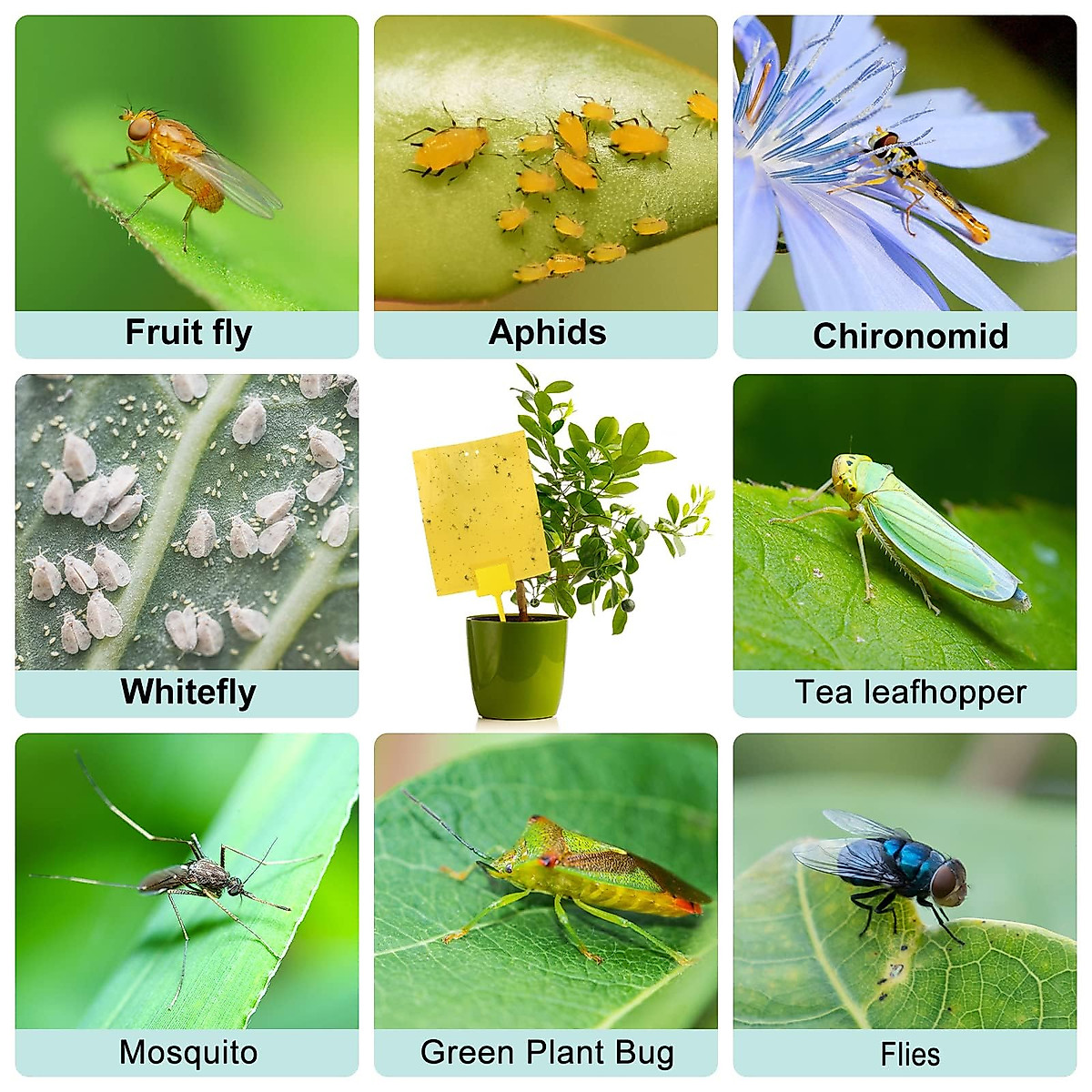 Sticky Fruit Fly Trap,Dual-Side Fruit Fly and Fungus Gnat Sticky Catcher Trap for Indoor Outdoor Fruit Fly,Fungus Gnats,Mosquito,Flying Insect Bug Pest,White Flies (Yellow-Large 20 pcs)