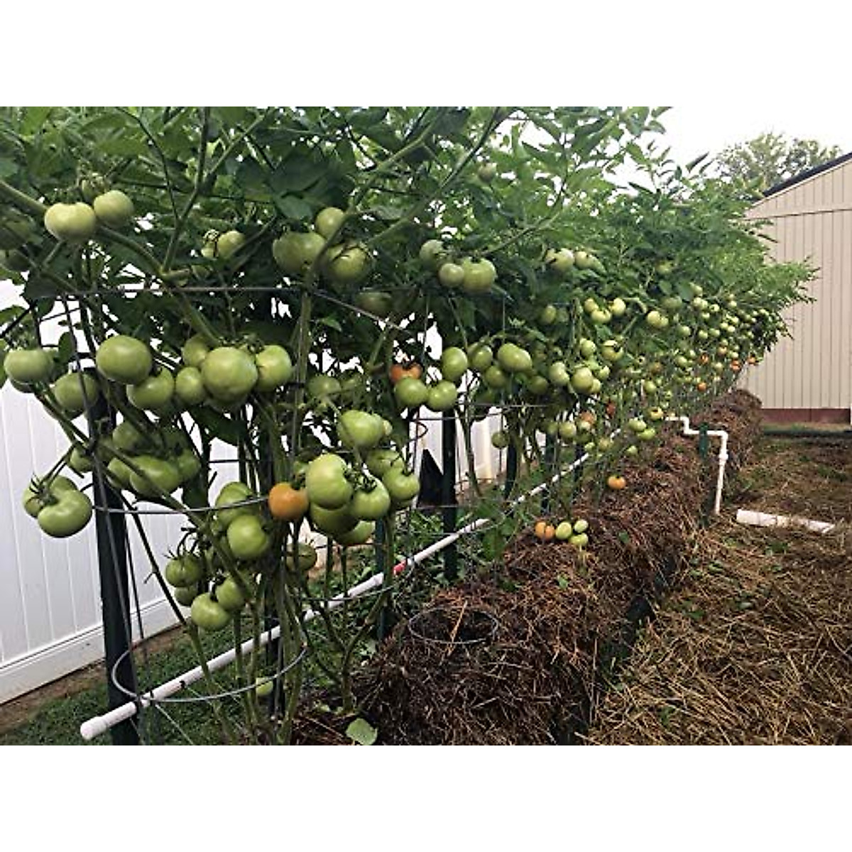 BaleBuster Straw Bale Gardening Twenty Bale Preparation kit Traditional Refined NPK Formulation 24 lbs (not Organic)