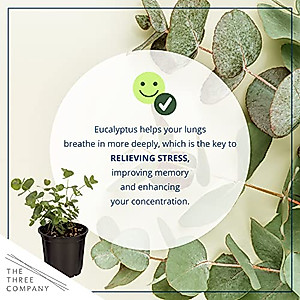 Live Aromatic and Healthy Herb - Eucalyptus (4 Per Pack) - Assorted Varieties, Natural Air Purifier, 10" Tall by 3" Wide