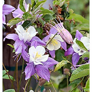 200+ Columbine McKana Giants Flower Seeds, Perennial, Aquilegia caerulea, Colorful, Attracts Bees and Hummingbirds! from USA
