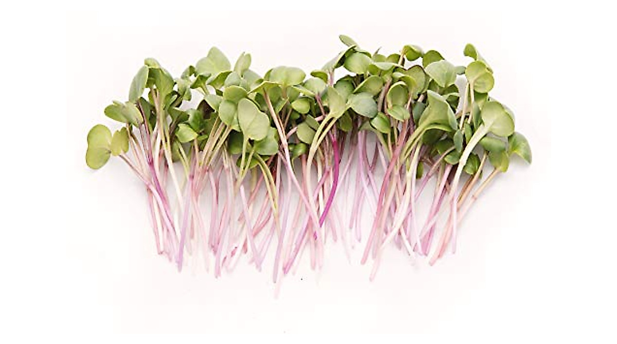 Rainbow Radish Sprouting Seeds - Heirloom Non-GMO Mix