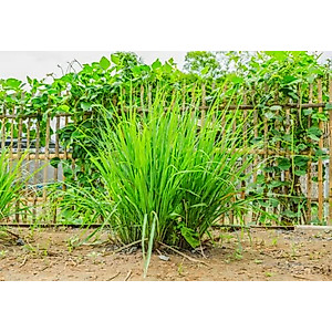 4 Lemongrass Plants Well Rooted, Live Lemongrass for Planting 5 to 7 Inch