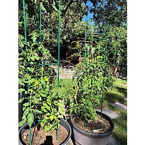 5ft 6-Pack Tomato Cage Support Green Garden Plant Sticks/Stakes for Climbing Plants, Vegetables, Fruit, Flowers