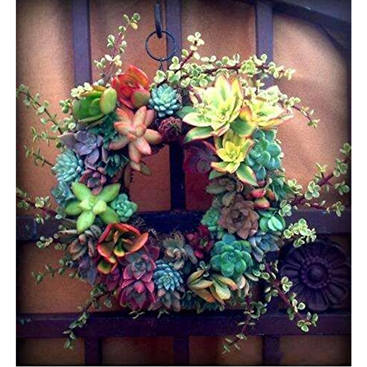 50Pcs / Bag Succulent Seeds Er Seeds Mix Lithops Pseudotruncatella Living Stone Garden Succulents-Seeds Flower : 2