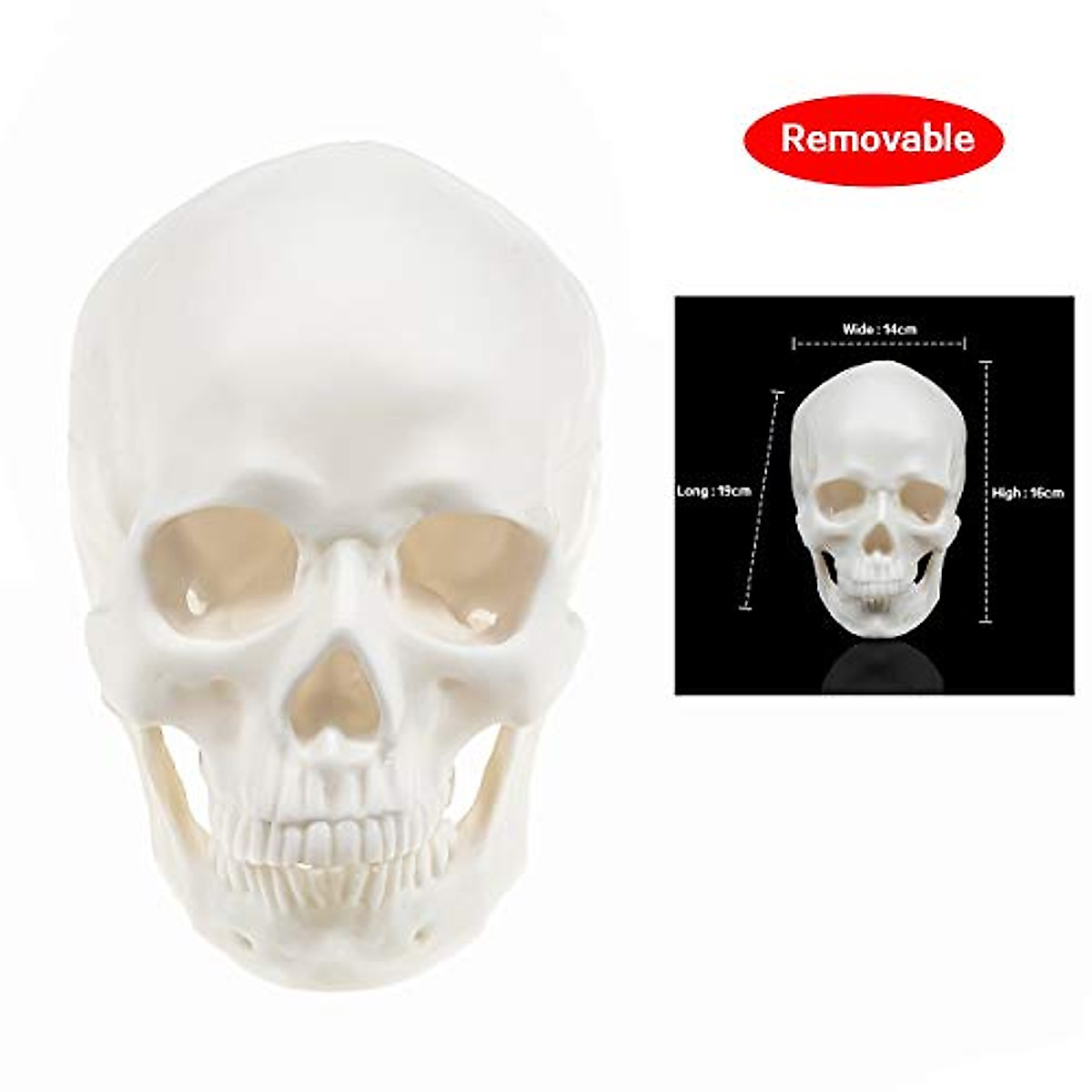 Medical Anatomical Skull Model - 1:1 Life Size Replica Anatomy Adult Human Head Bone for Science Lab, Educational