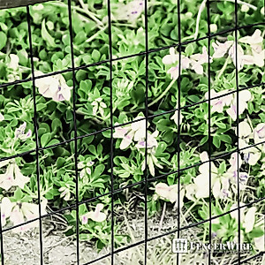 Fencer Wire Vinyl Coated 16 Gauge Welded Fence Wire Roll, Mesh Size 2-Inch x 3-Inch, Black Metal Garden Fencing Wire Grid Hardware Cloth, Multiple Use for Home Improvement