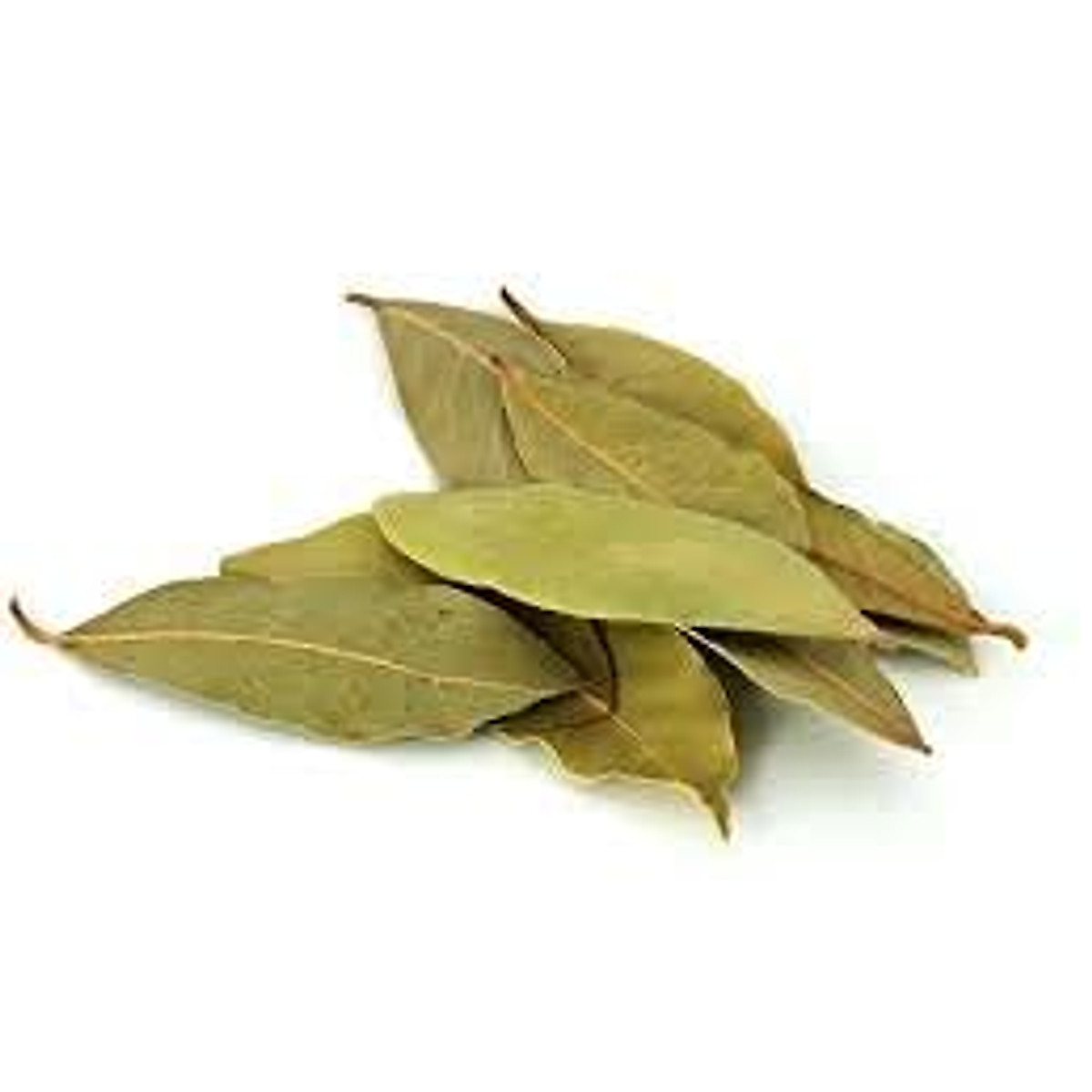 Shudh Bay Leaf (Leaves) Whole Spice Hand Selected Extra Large 3.5oz (100g) ~ All Natural | Gluten Friendly | NON-GMO | Vegan | Indian Origin (Tej Patta)