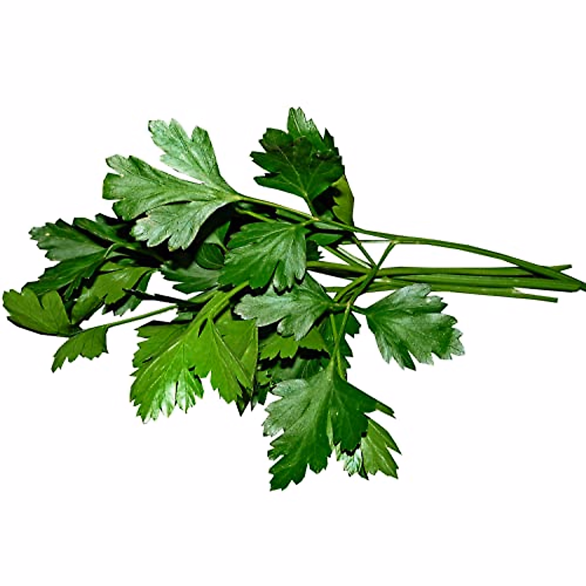 TKE Farms - Italian Flat Leaf Parsley Seeds for Planting, 1 Gram ≈ 600 Seeds, Petroselinum crispum