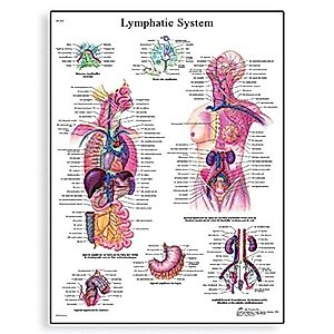 3B Scientific VR1392L Glossy Laminated Paper Lymphatic System Anatomical Chart, Poster Size 20" Width x 26" Height