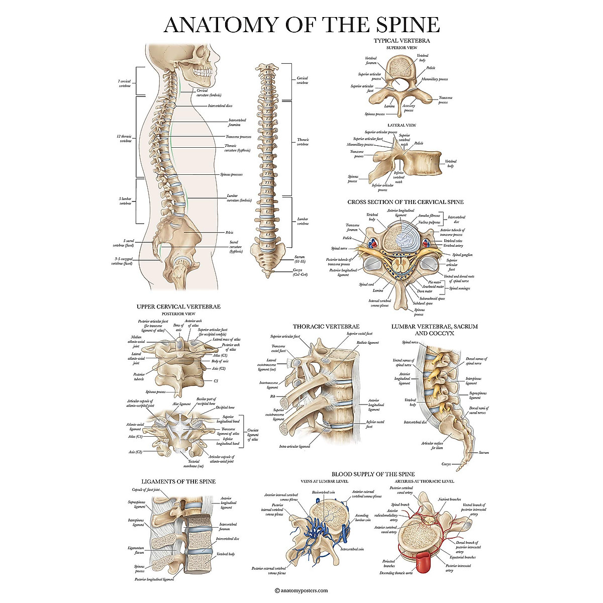 Palace Learning 3 Pack: Muscular System + Skeletal System + Anatomy of the Spine Poster Set - Set of 3 Anatomical Charts - Laminated - 18" x 27"