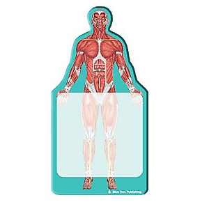 Fun Anatomy Sticky Notes Collection, 6 Pack-100 Sheets Per Pack, Medical Note Pads and Great Gifts.