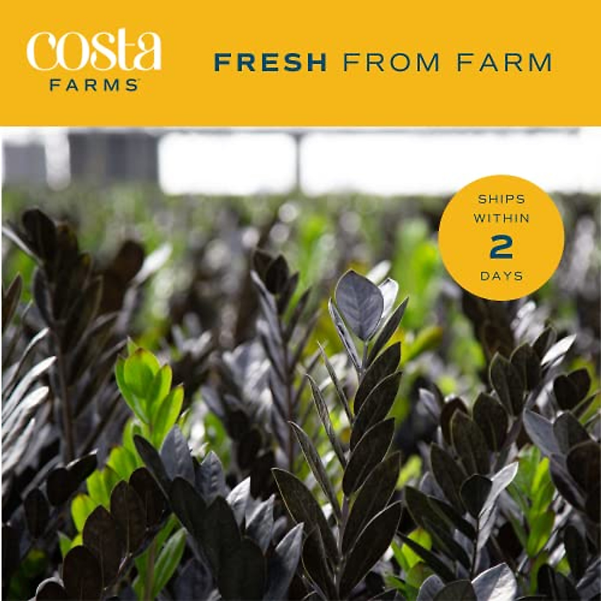 Costa Farms ZZ Plant, Live Indoor Houseplant Potted in Nursery Pot, Easy Care Air Purifier in Potting Soil Mix, Housewarming, Birthday, Tabletop, Room, Office Decor, 12-Inches Tall