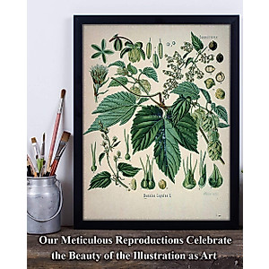 Hops Plant - 11x14 Unframed Art Print - Makes a Great Home Bar Decor and Gift Under $15 for Home Brewing Beer Makers