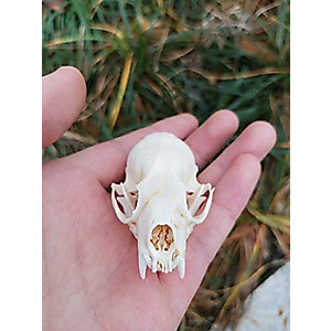 yllxyr.Asahi Weasel Skull Taxidermy Supplies Art Bone Vet Medicine 1:1