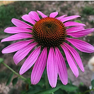 Created By Nature Tennessee Wildflower Seed Mix, Covers 325 Sq Ft, 18 Flower Varieties, Over 35,000 Seeds