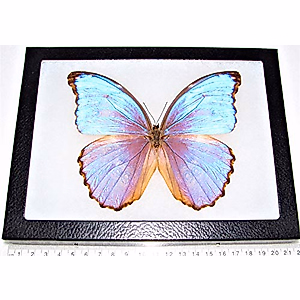 BicBugs Morpho godarti asarpai Purple Blue Butterfly Peru Framed Real