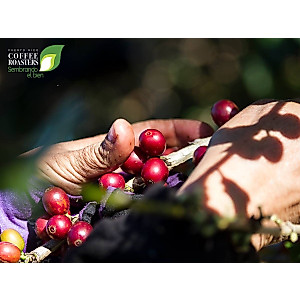 Yaucono, Cafe Crema, and Cafe Rico Ground Coffee from Puerto Rico Variety, 14 Ounce (Pack of 3)