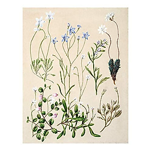 Vintage Botanical Prints | Forest Plants by Ink Inc. | Wildflower Leaves Floral Wall Art | Set of 6 8x10 Unframed