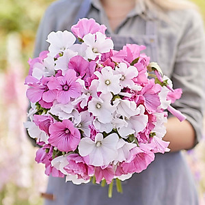 Eden Brothers Rose Mallow Seeds - Mixed Colors