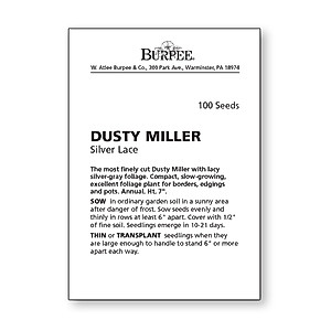 Burpee Silver Lace Dusty Miller Seeds 100 seeds