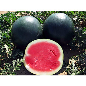 SeedsUP - 30+ Black Beauty Watermelon - Fruit seeds.